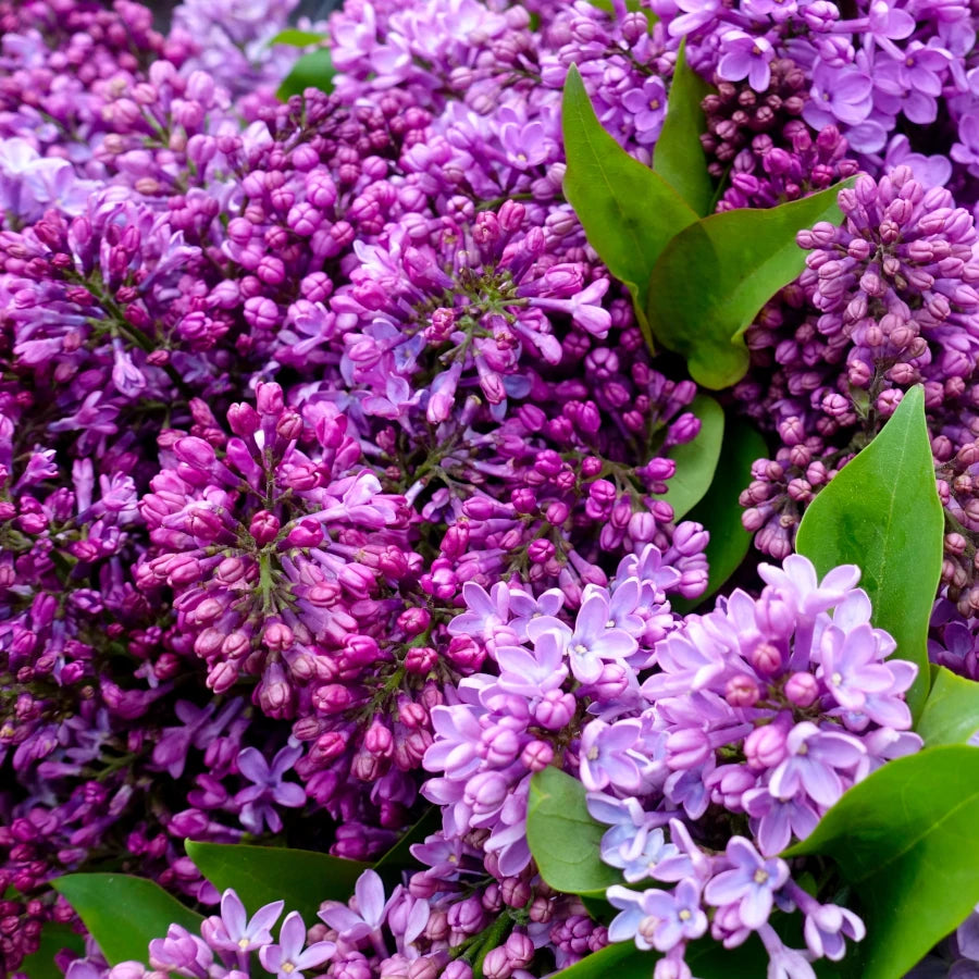 Lilac Harmony Fragrance Oil – Scented Flame Candle Supply