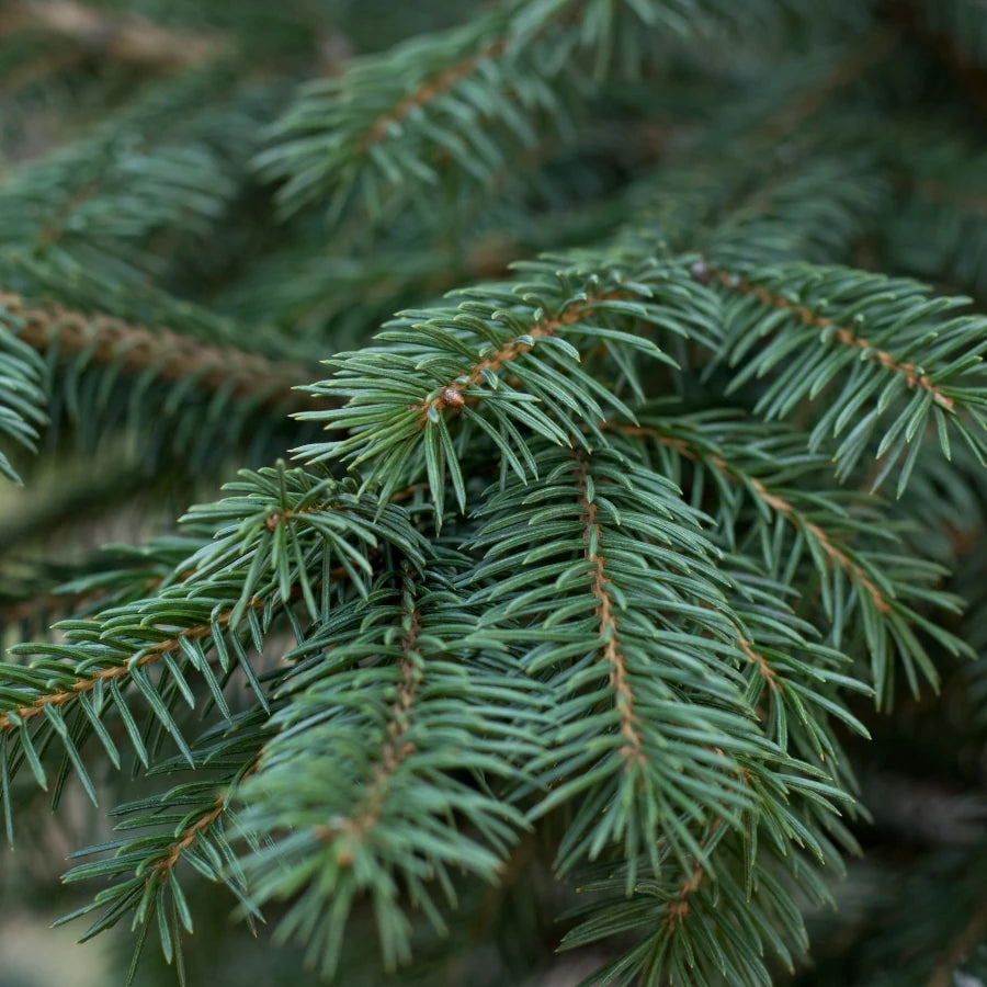 Frasier Fir Fragrance Oil – Scented Flame Candle Supply