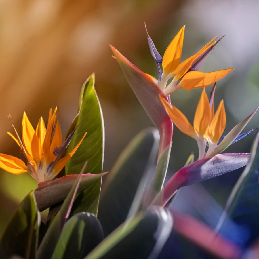 Island Nectar (Type) Fragrance Oil – Scented Flame Candle Supply