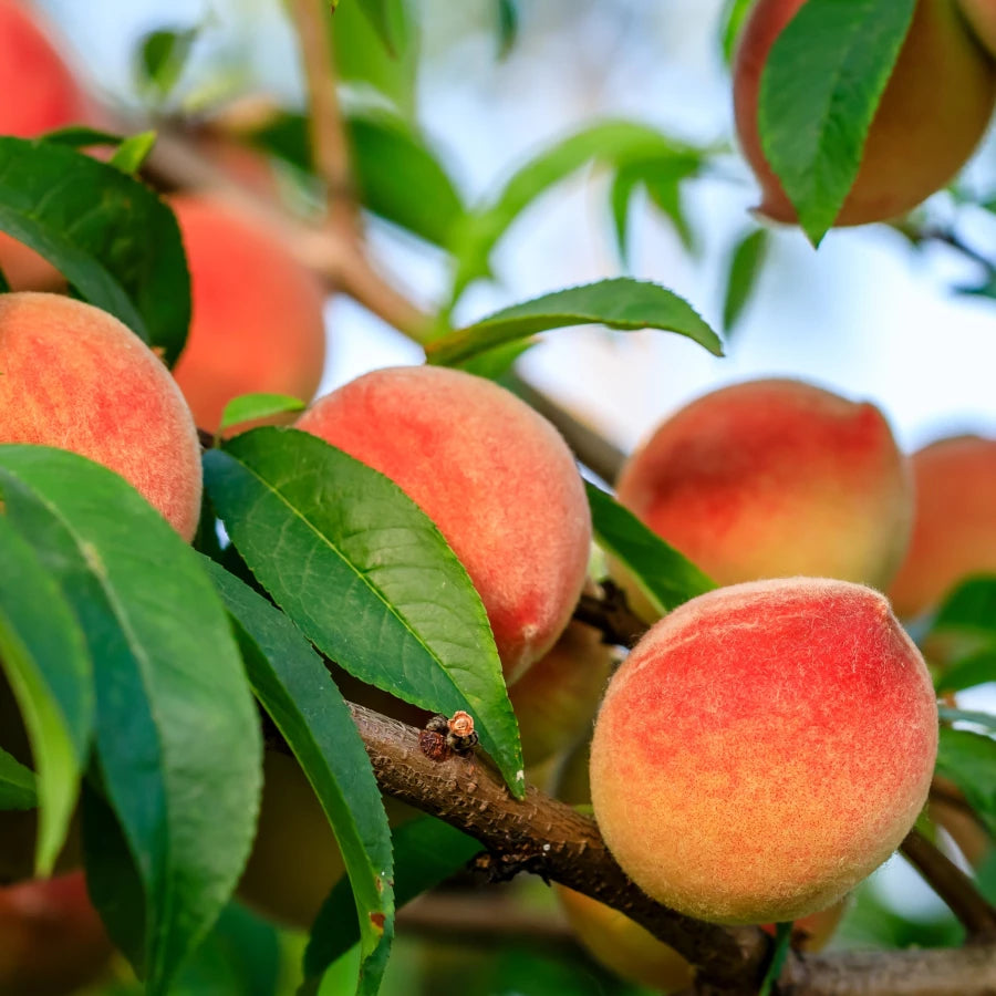 Southern Peach Fragrance Oil – Scented Flame Candle Supply