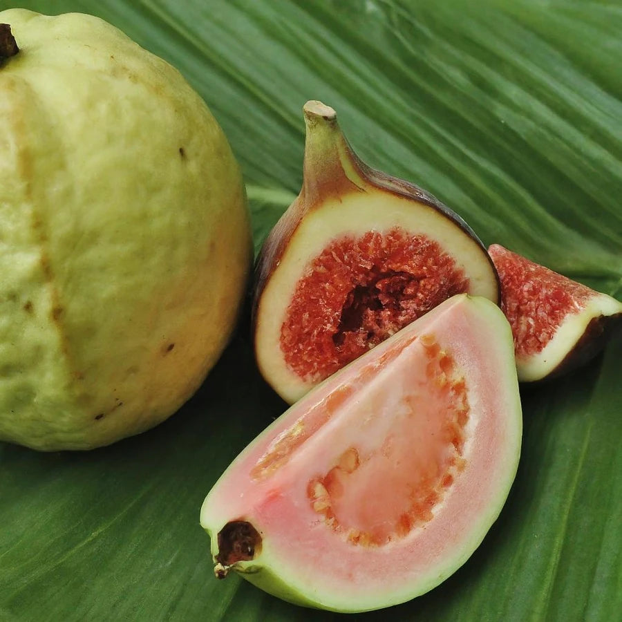 Tropical Guava Fig Fragrance Oil – Scented Flame Candle Supply
