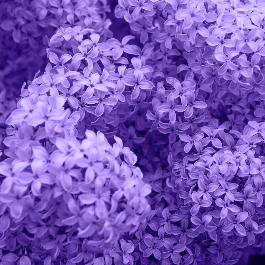 Fresh Lilac Fragrance Oil – Scented Flame Candle Supply
