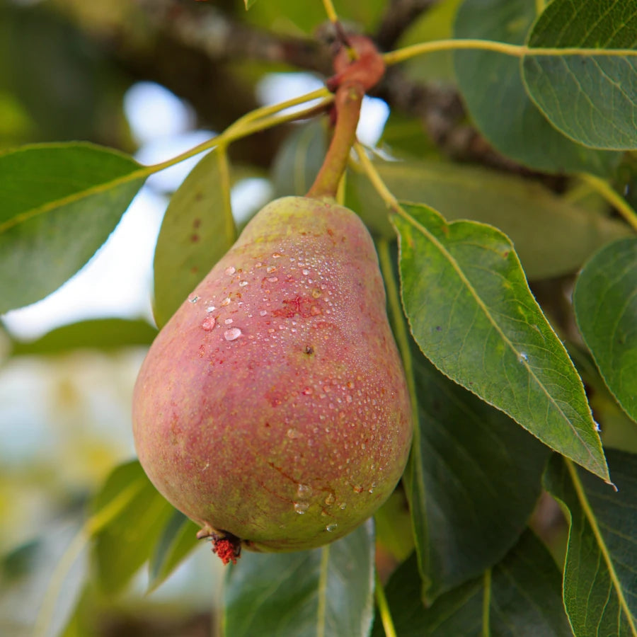 Orchard Pear Fragrance Oil – Scented Flame Candle Supply