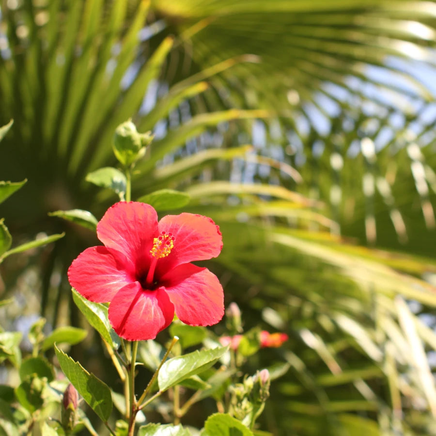Hibiscus Palm Fragrance Oil – Scented Flame Candle Supply